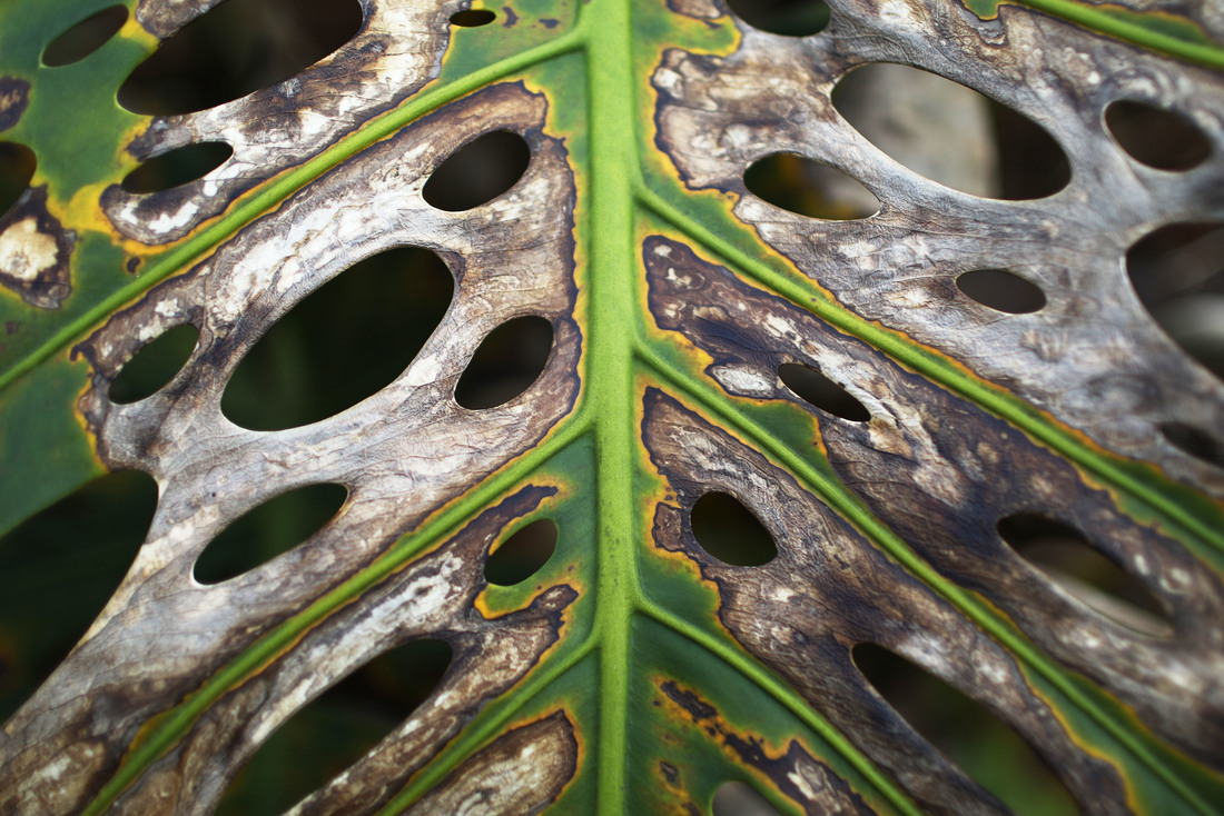 Hawaii Volcano Photos Show Sheer Power And Beauty Of Nature : The ...