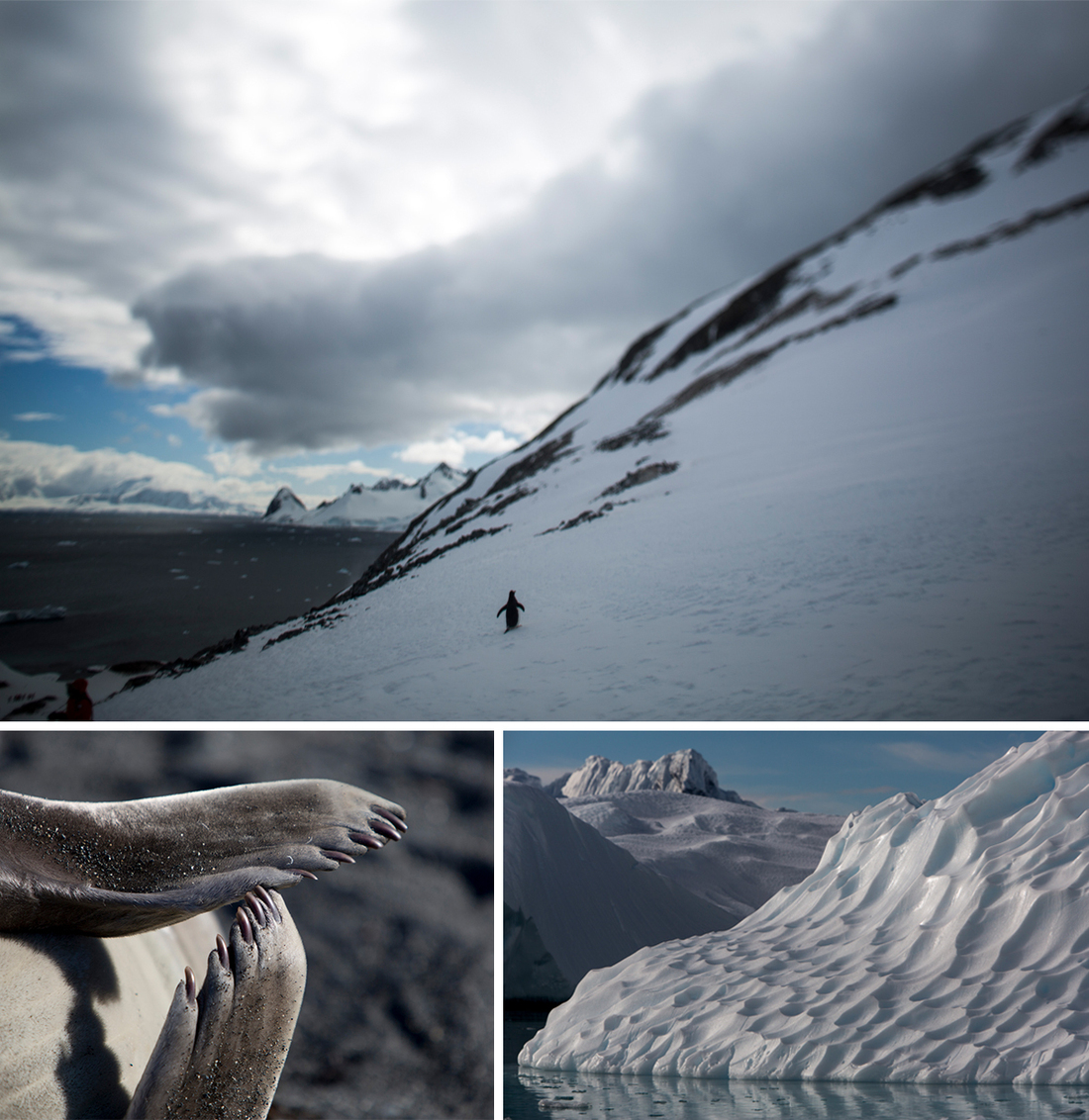 Photographer Captures The Contradictions Of Otherworldly Antarctica ...