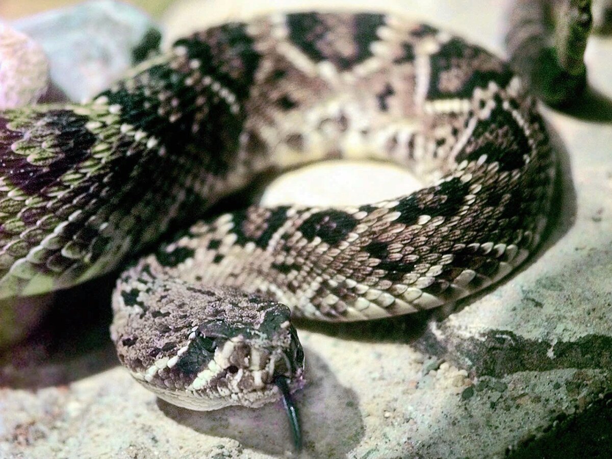 Man Kills Snake; Snake Tries To Kill Him Back : NPR