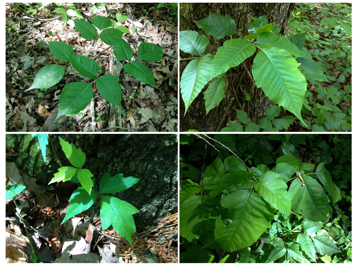 Don't Touch! A Scientist's Advice For Spotting Poison Ivy Before It ...