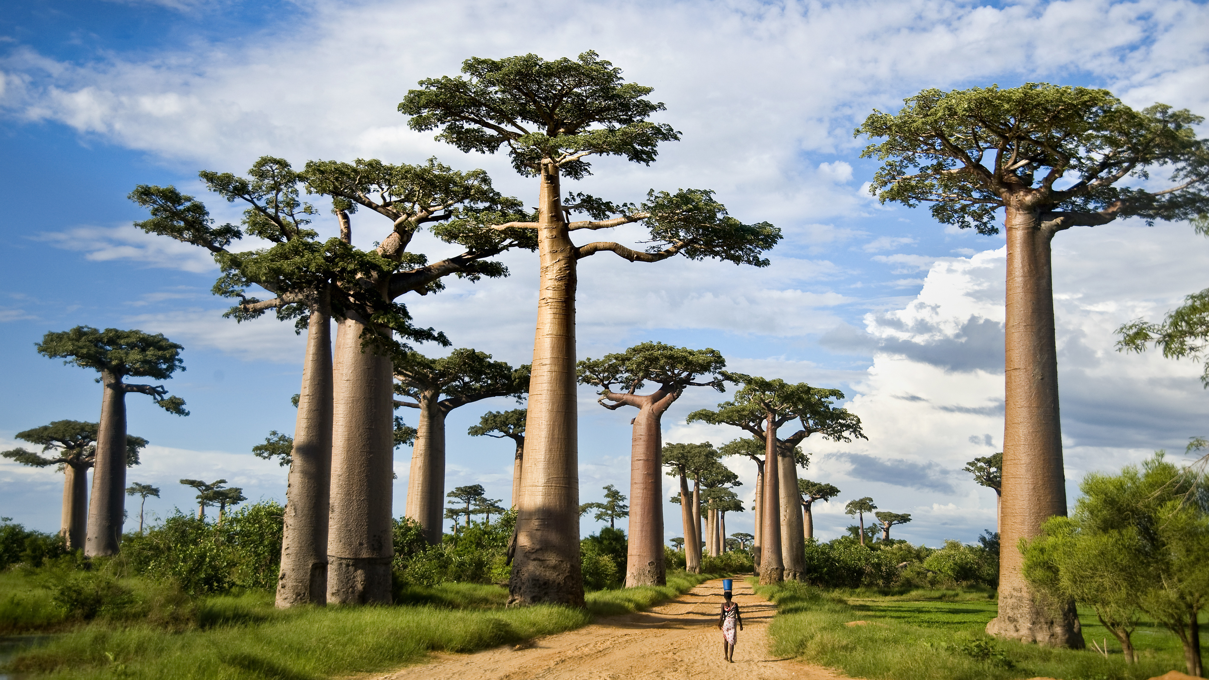 Some Of Africas Biggest Baobab Trees Are Dying Off Goats And Soda Npr
