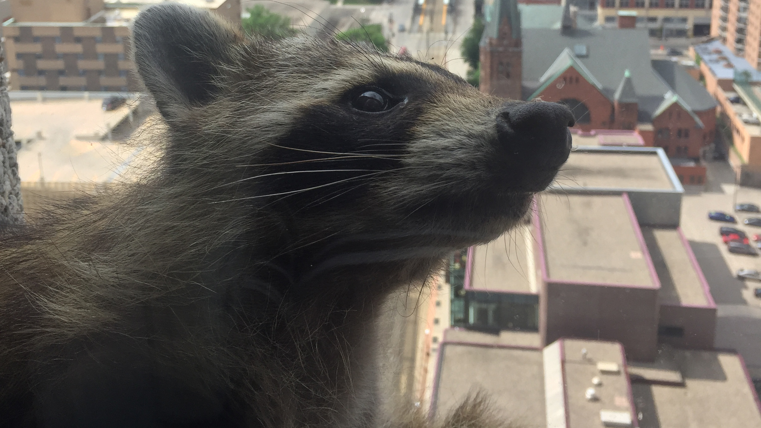 Raccoon Is Rescued Atop Building In Minnesota, After Capturing Fans ...