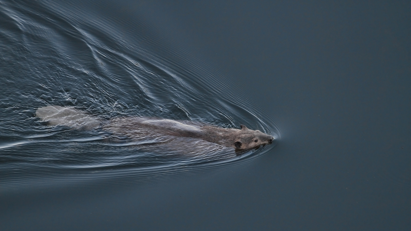 The Bountiful Benefits Of Bringing Back The Beavers : NPR