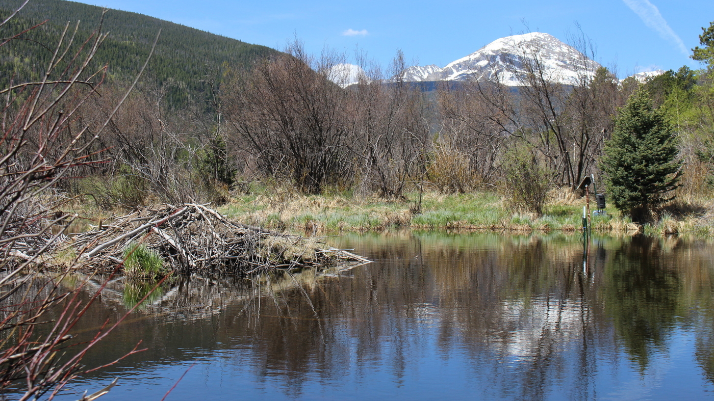 The Bountiful Benefits Of Bringing Back The Beavers : NPR