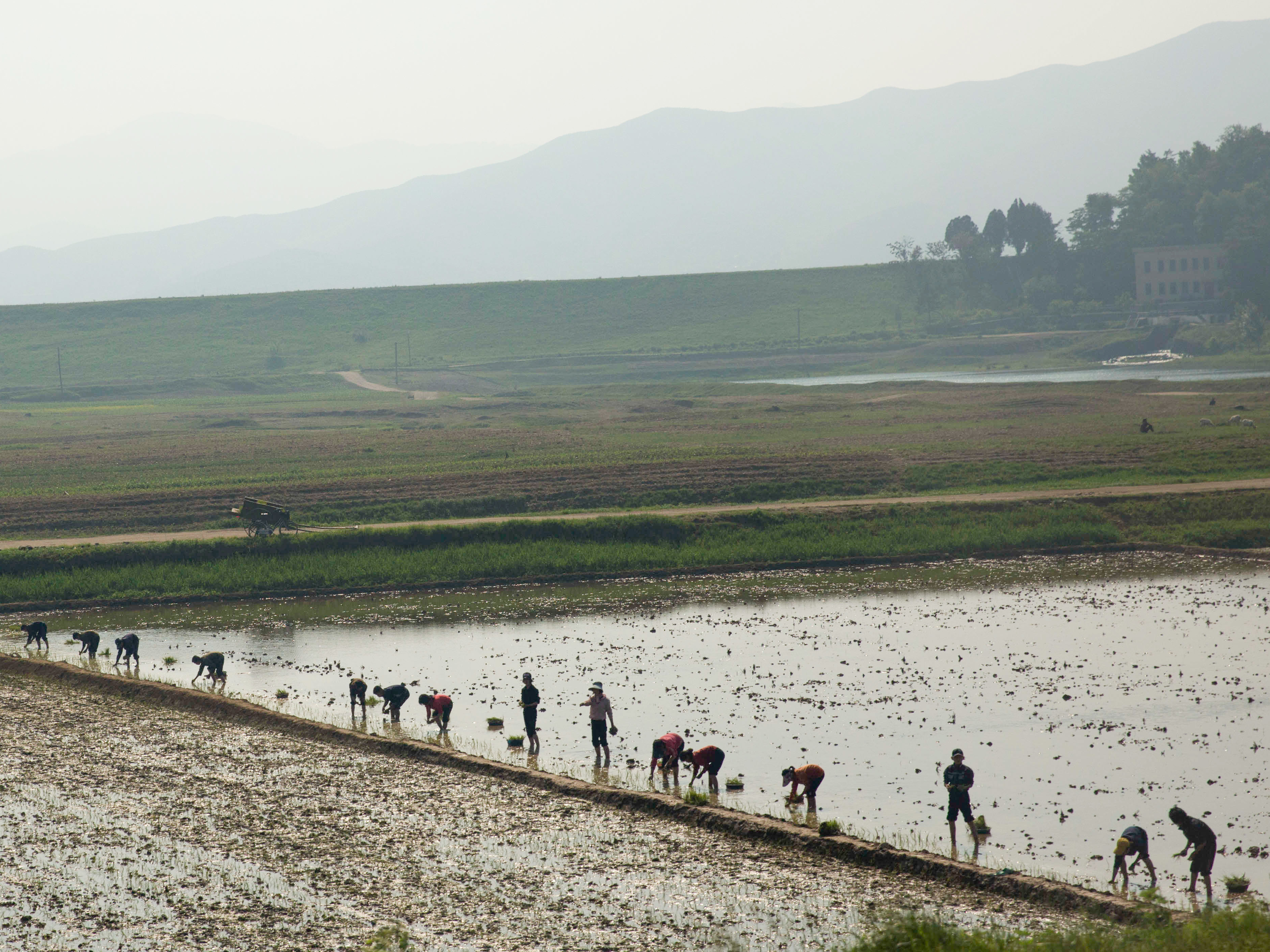 The Food Insecurity Of North Korea