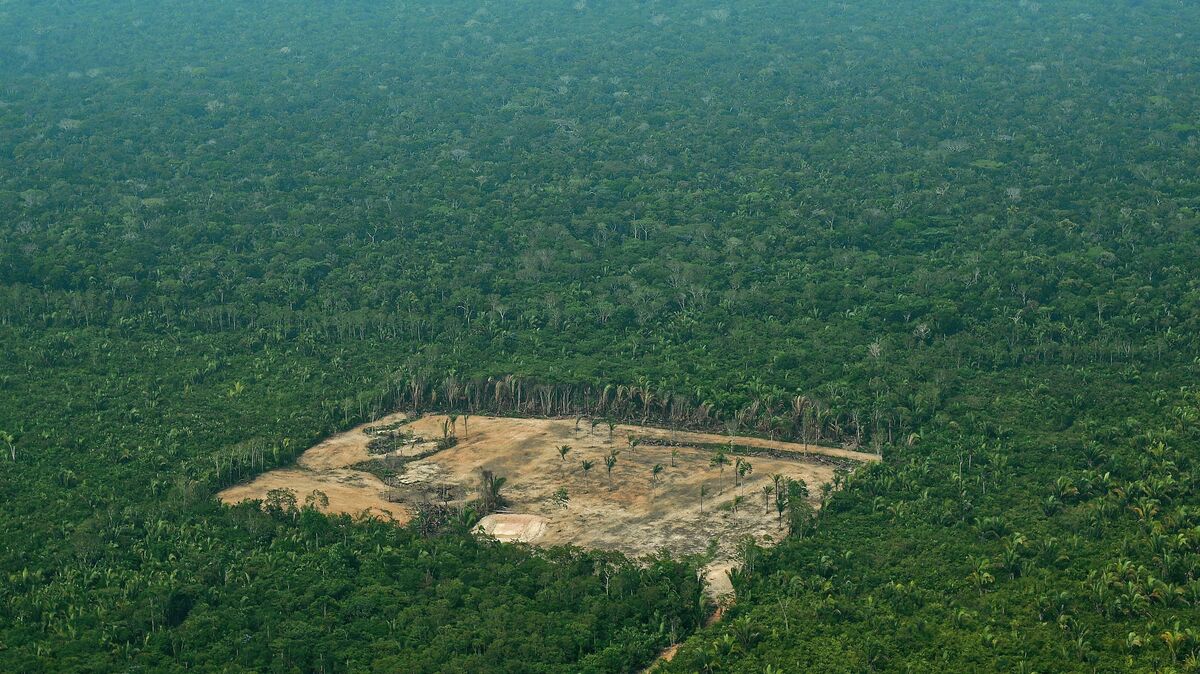 Tropical Forests Suffered 2nd-Worst Loss Of Trees On Record Last Year : NPR