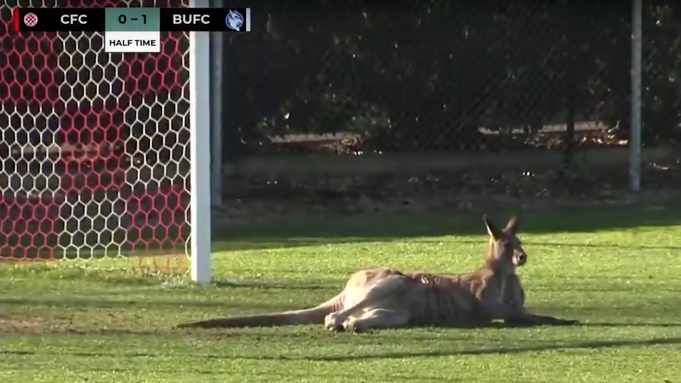 Kangaroo Brings Soccer Match To A Standstill : NPR