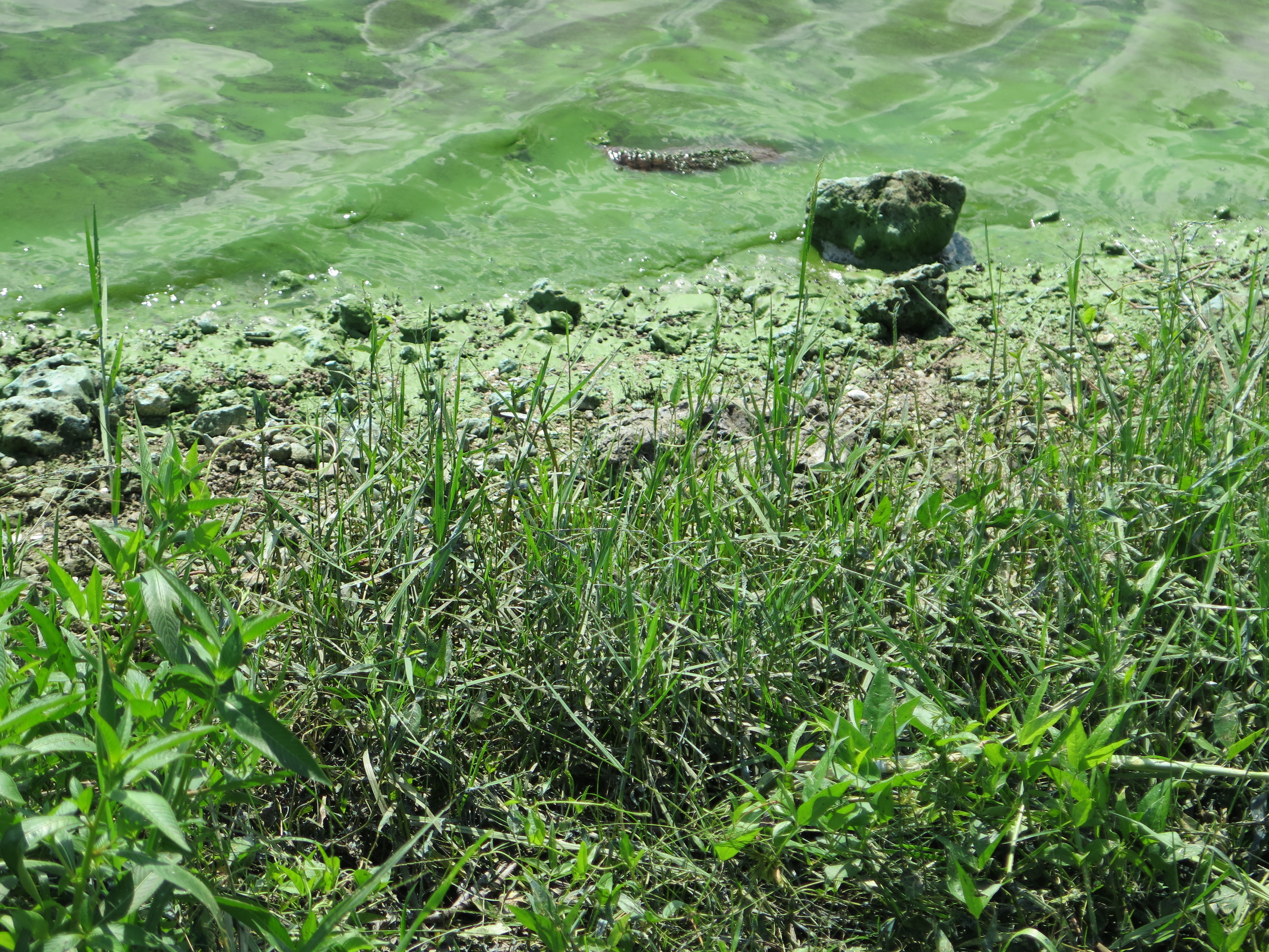 Figure Out How To Cheaply Fix Algae Blooms And Win $10 Million ...