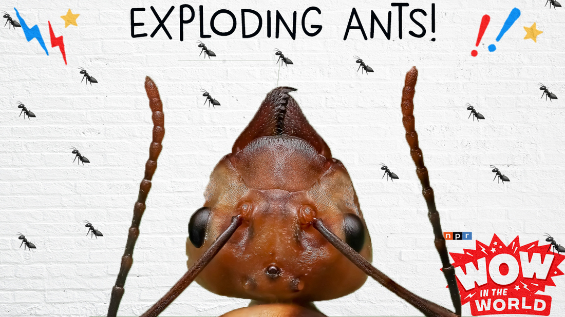 Exploding Ants! : Wow in the World : NPR