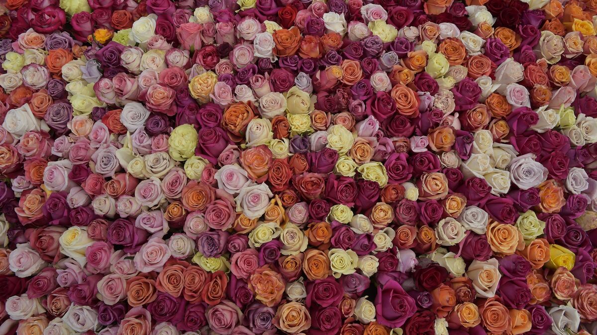 Ecuador Builds Pyramid Of Roses In Attempt To Set A World Record : NPR