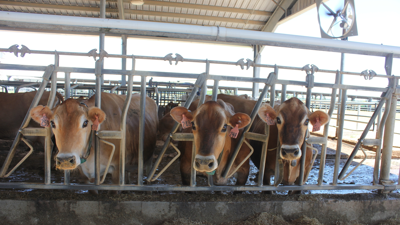 As Milk Production Cools In Summer, Farmers Try To Help Cows Take The ...