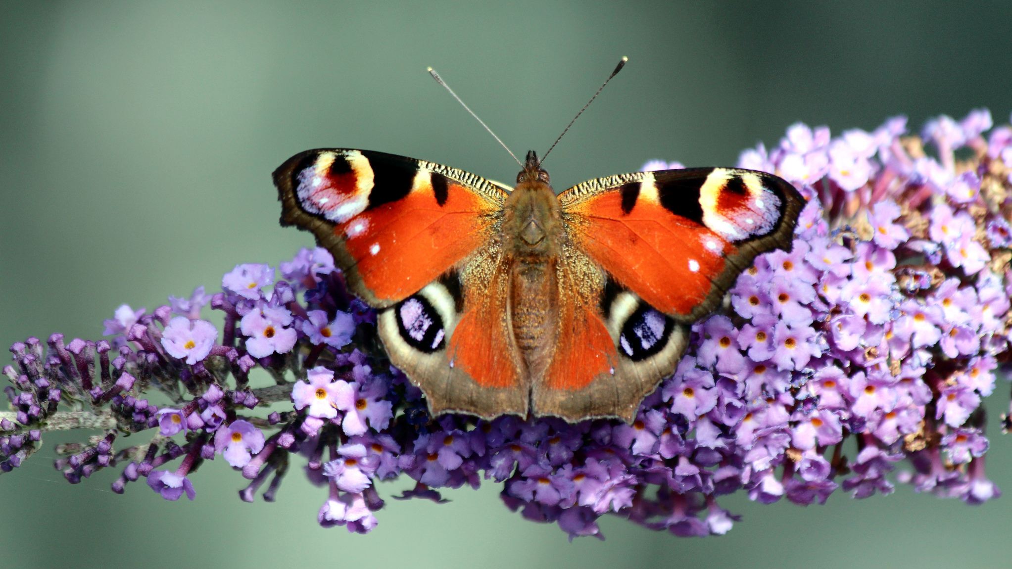 Britain's Big Butterfly Count Begins, With David Attenborough Leading ...