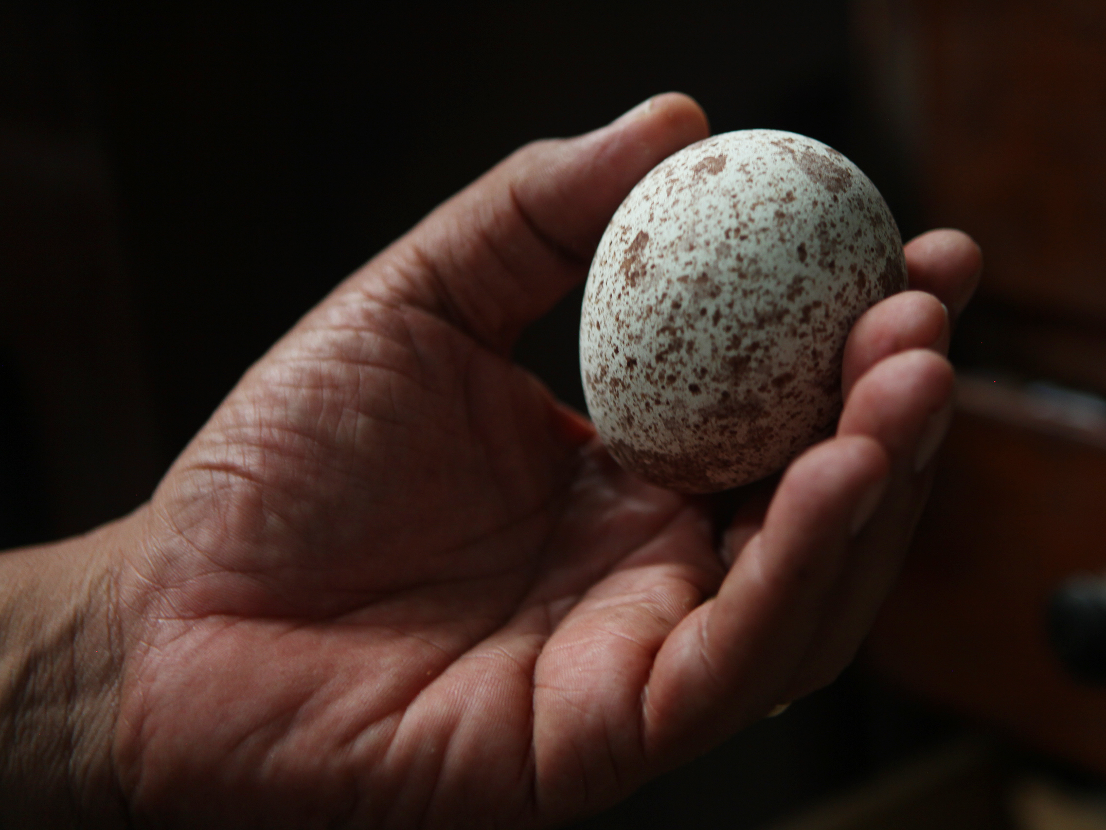 From A Million Eggs, Putting Together Clues About Science's Past And ...