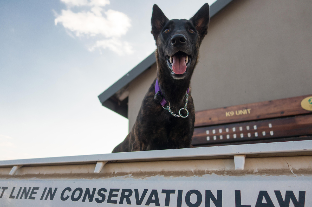 To Combat Rhino Poaching, Dogs Are Giving South African Park Rangers A ...