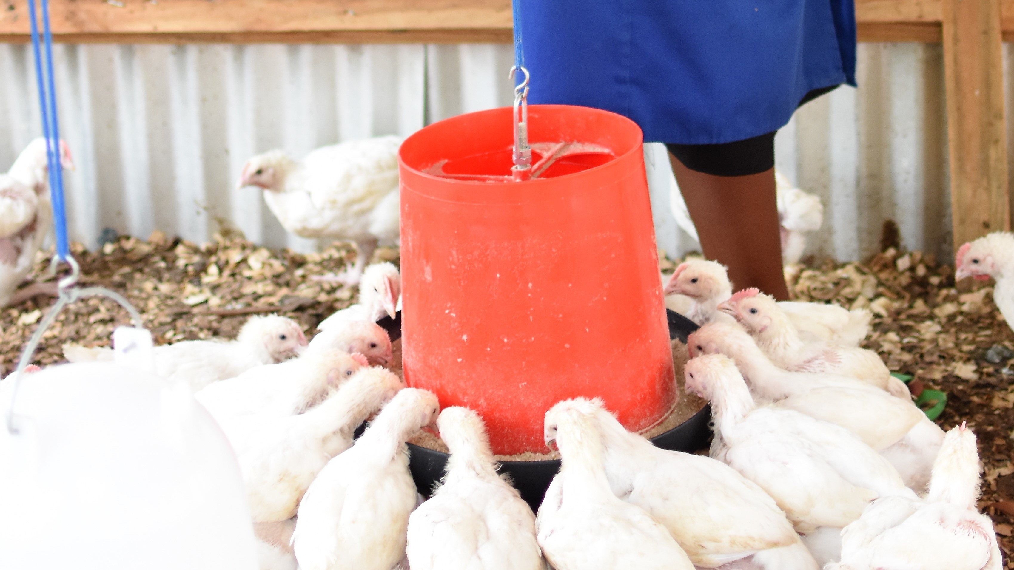 Former Tyson Foods CEO Brings Chicken Farming To Rwanda — But Can It ...