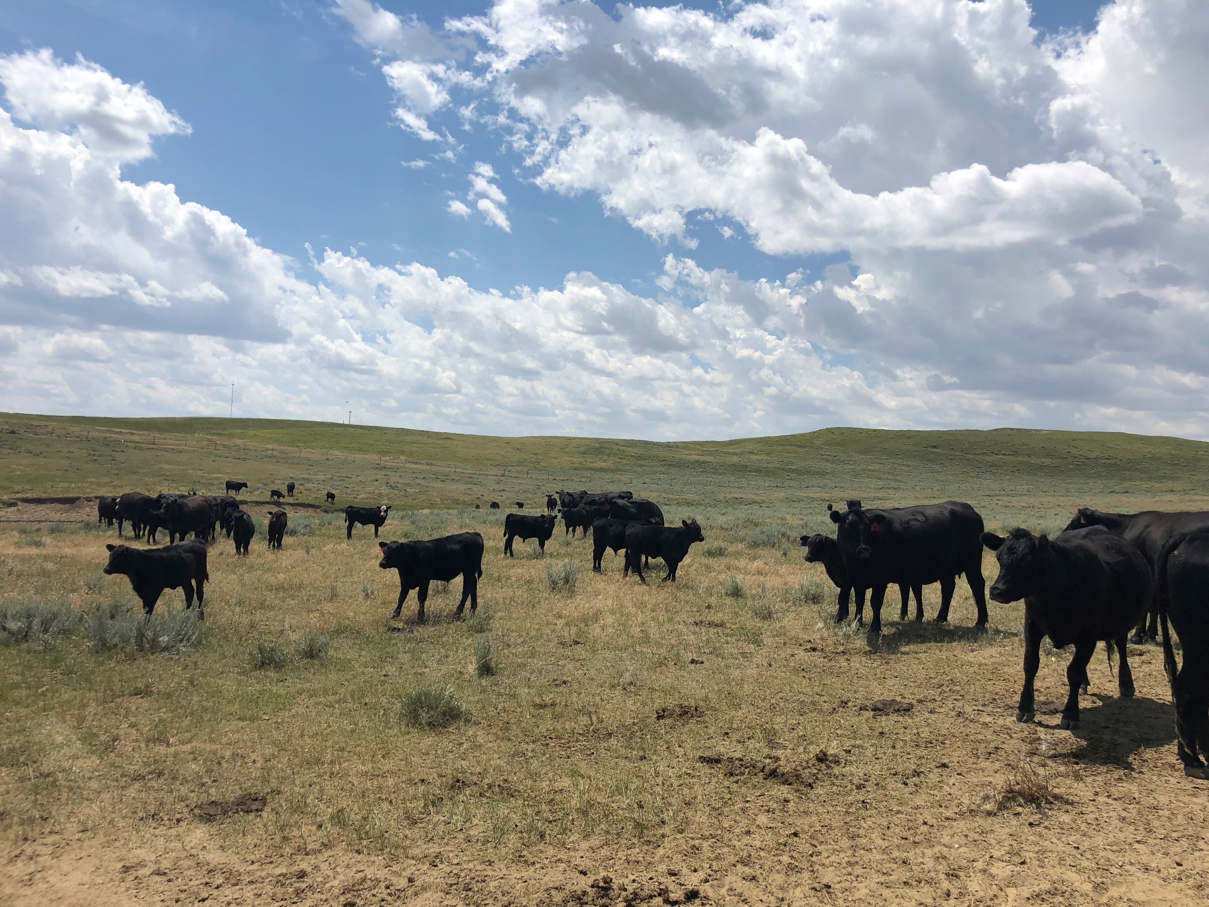 Where's The Beef? Wyoming Ranchers Bet On Blockchain To Track It | NPR ...