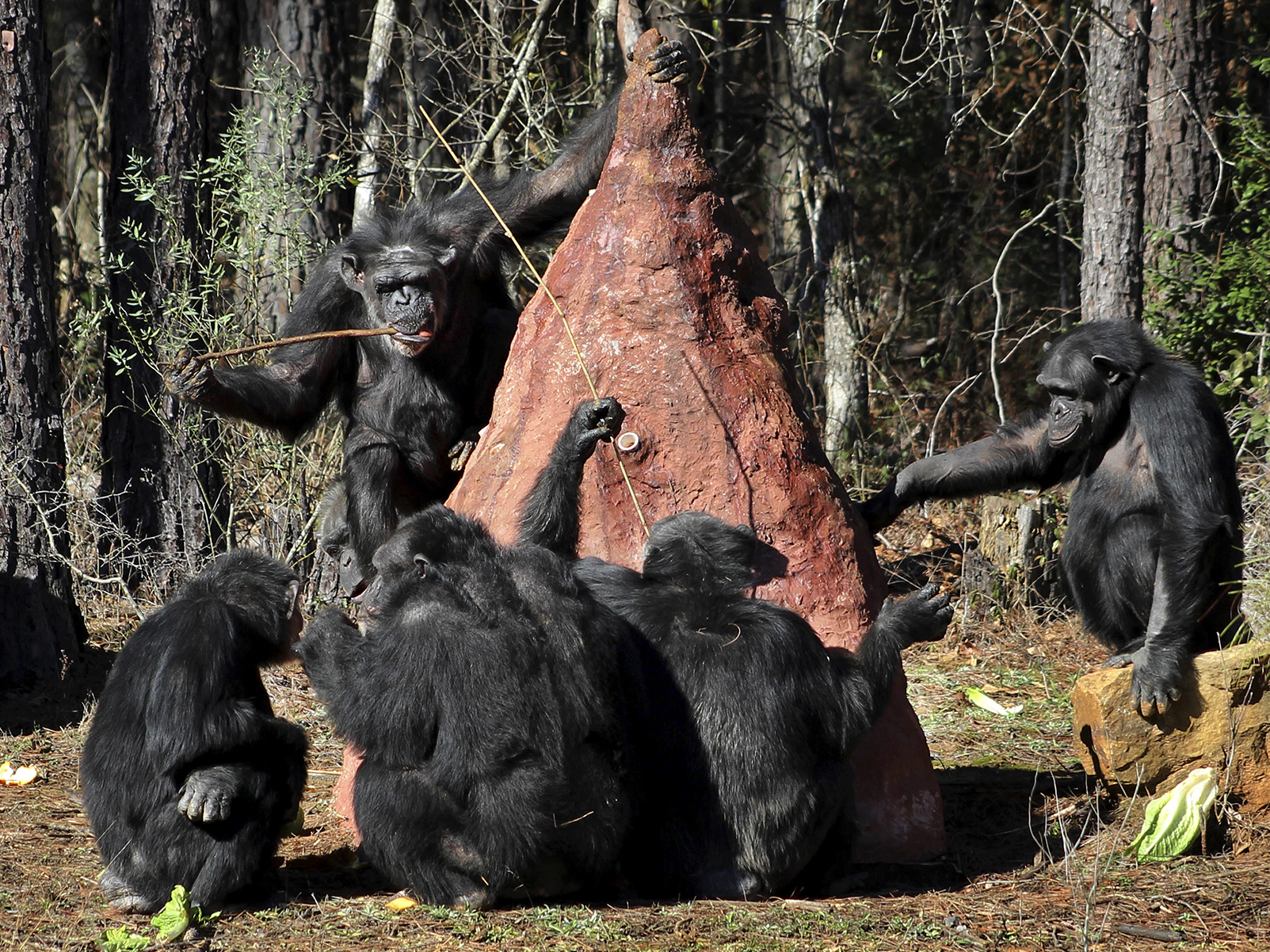 Too Frail To Retire? Humans Ponder The Fate Of Research Chimps | NCPR News