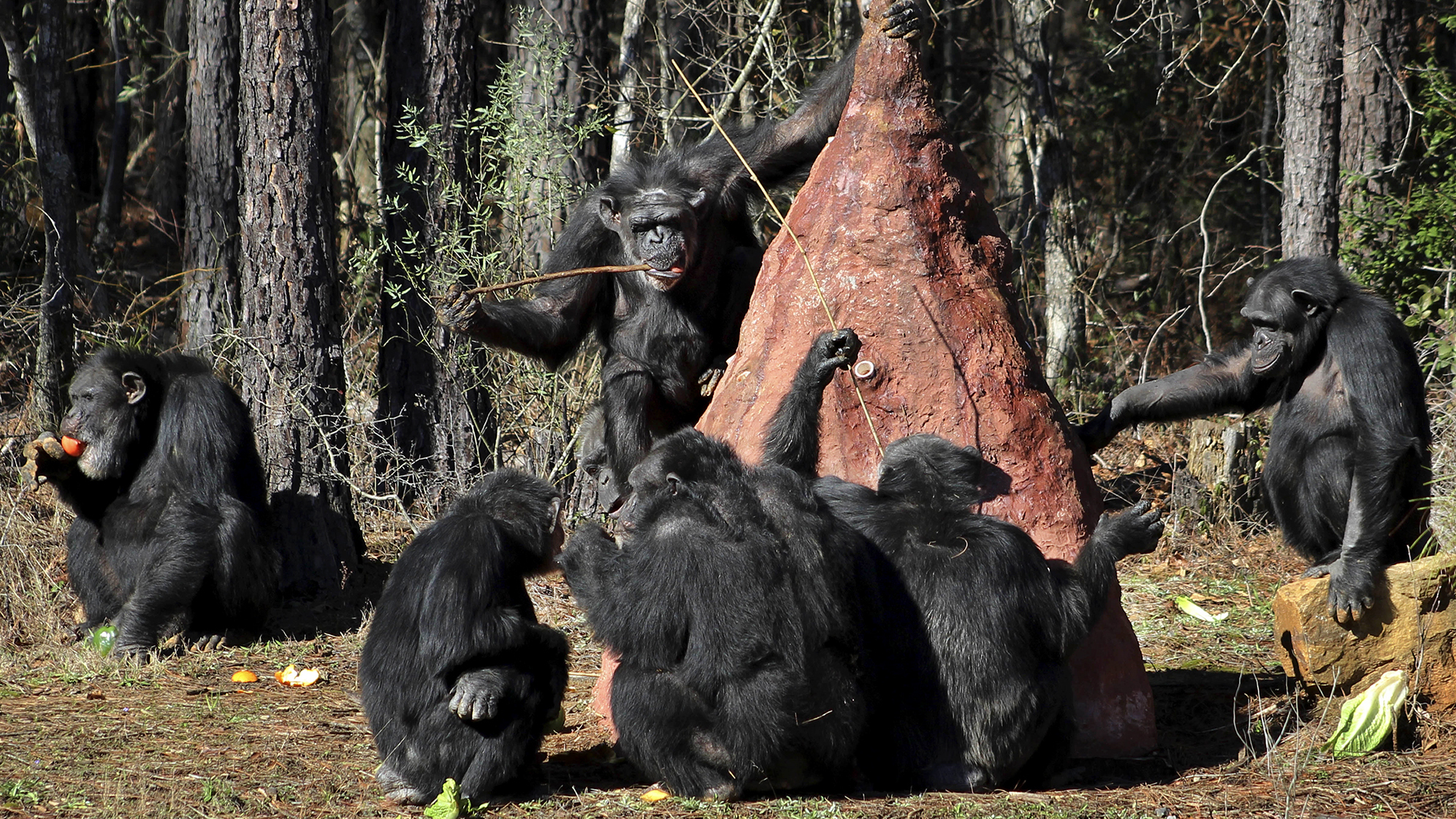 Retired Lab Chimps Find Sanctuary In Louisiana. But The Move Can Be ...
