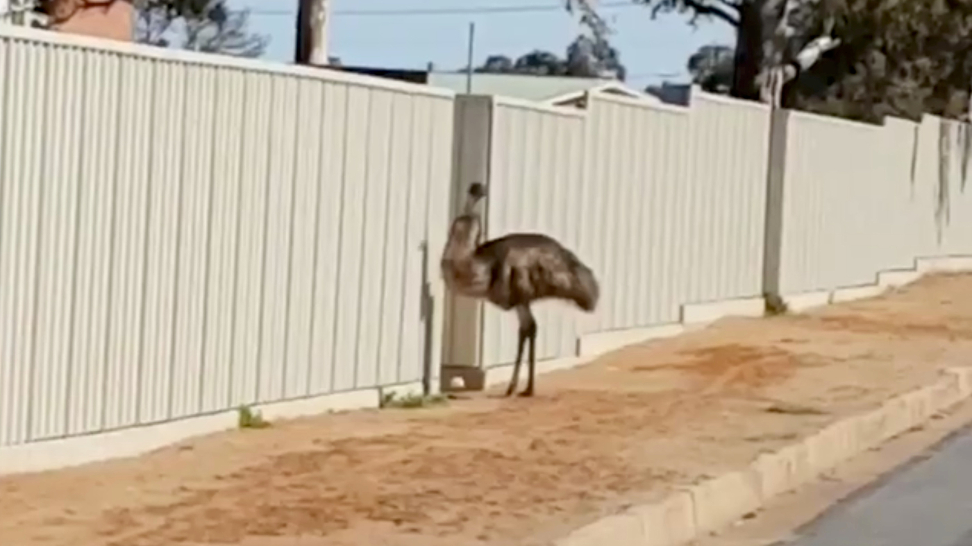 Emus Swarm Town As Australia's Drought Worsens : NPR