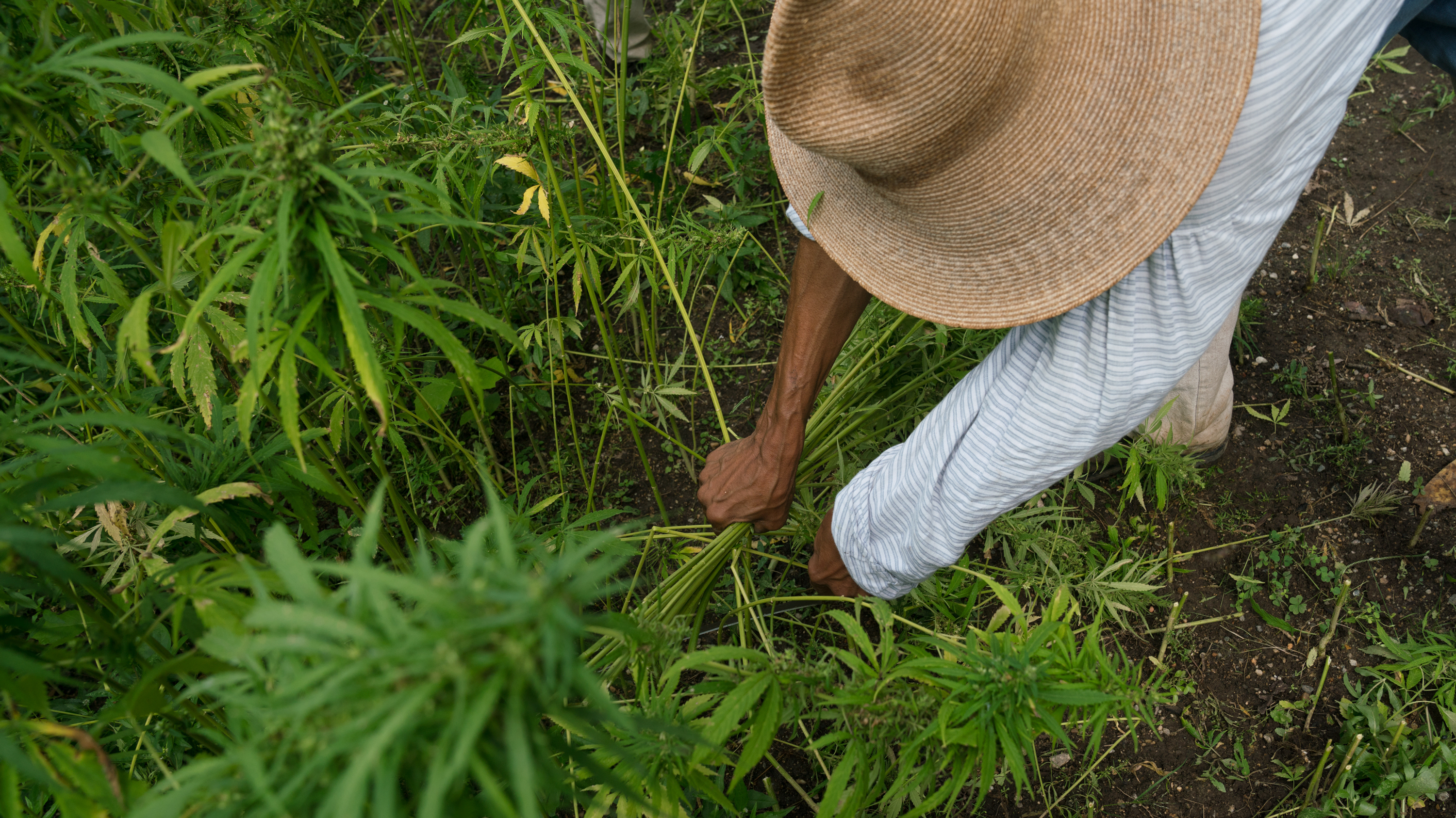 After Centuries, Hemp Makes A Comeback At George Washington's Home : NPR