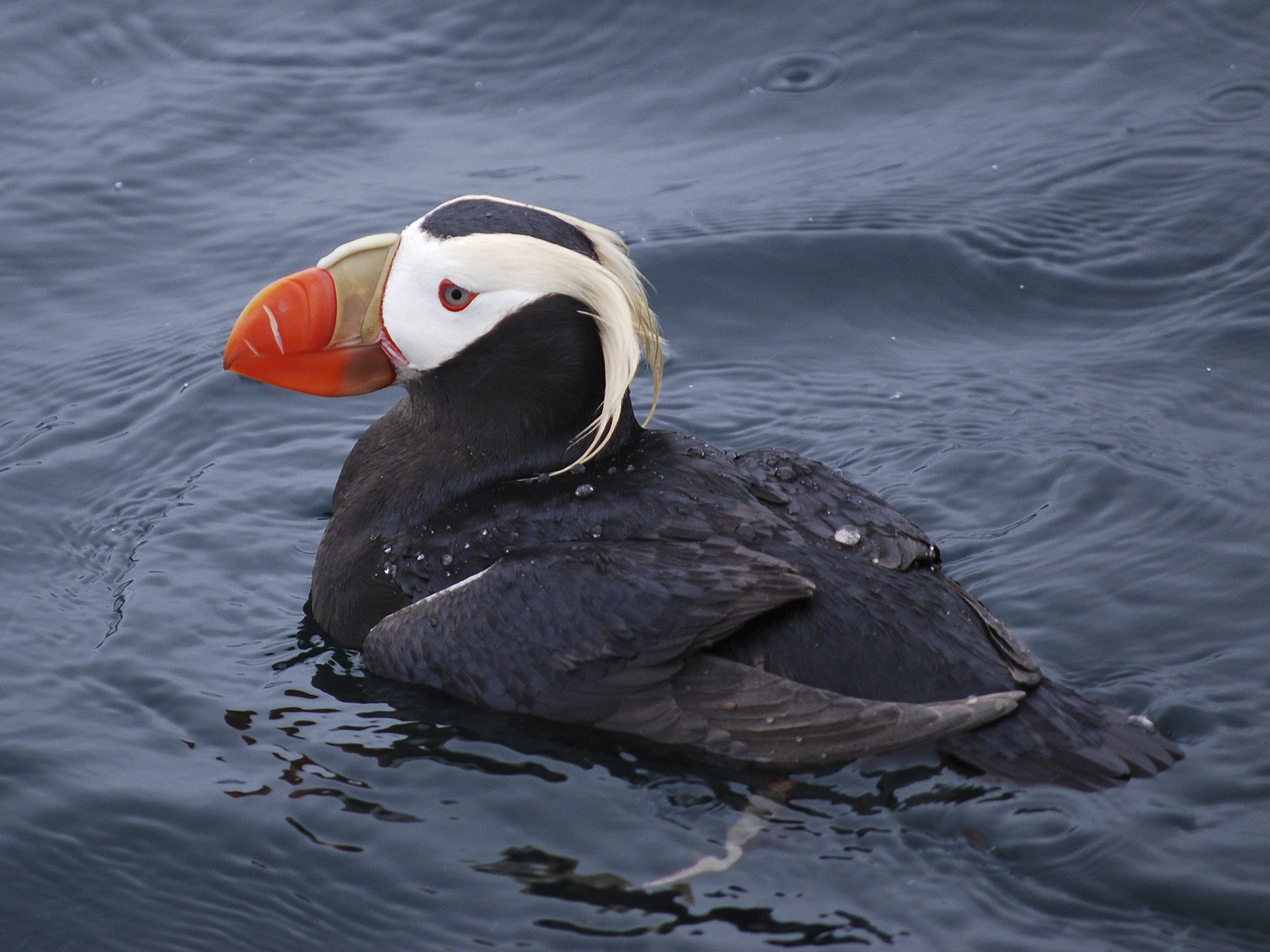 Rediscovering Haystack Rock With An Assist From The 'Puffin Man' | NCPR ...