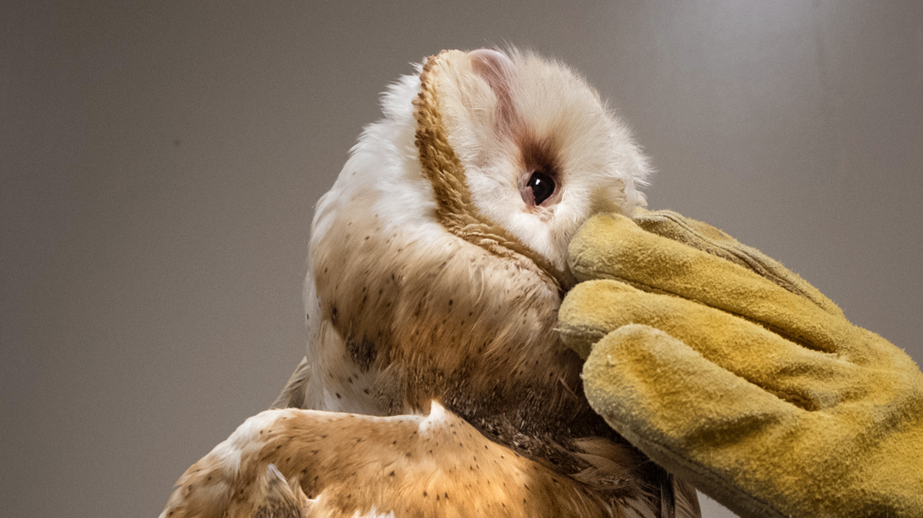 Barn Owls Help Researchers Understand How The Brain Concentrates ...