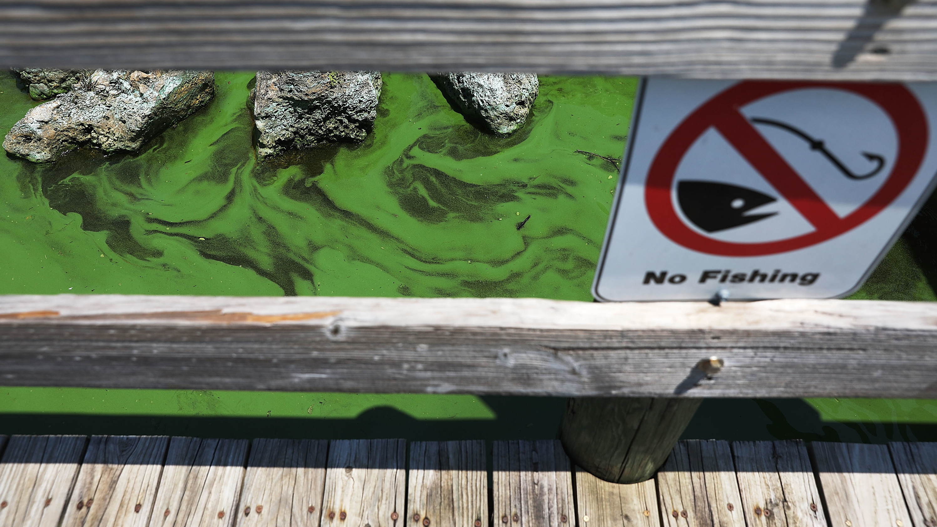 Toxic Algae Seeps Into Florida Congressional Races | NPR & Houston ...