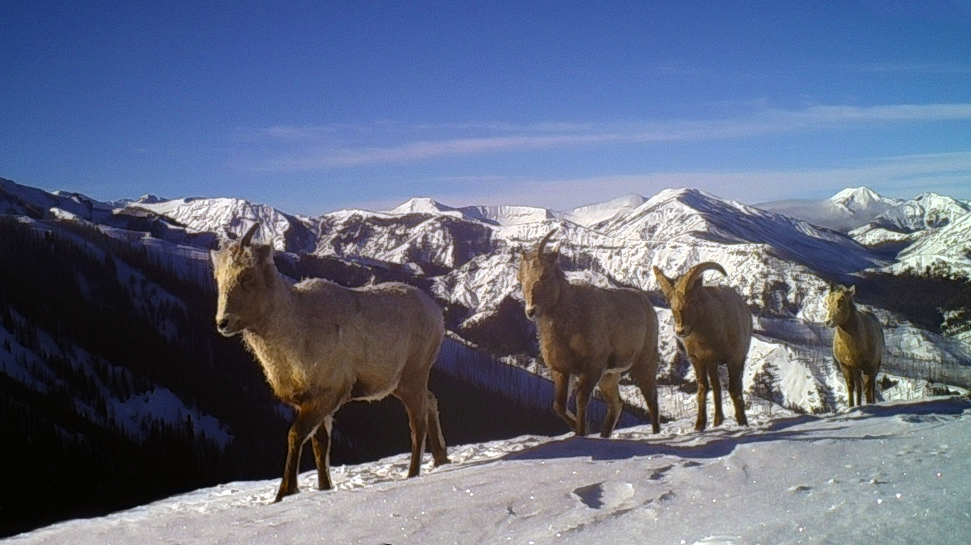 Migration 101: It Doesn't Come Naturally For Moose And Sheep : NPR