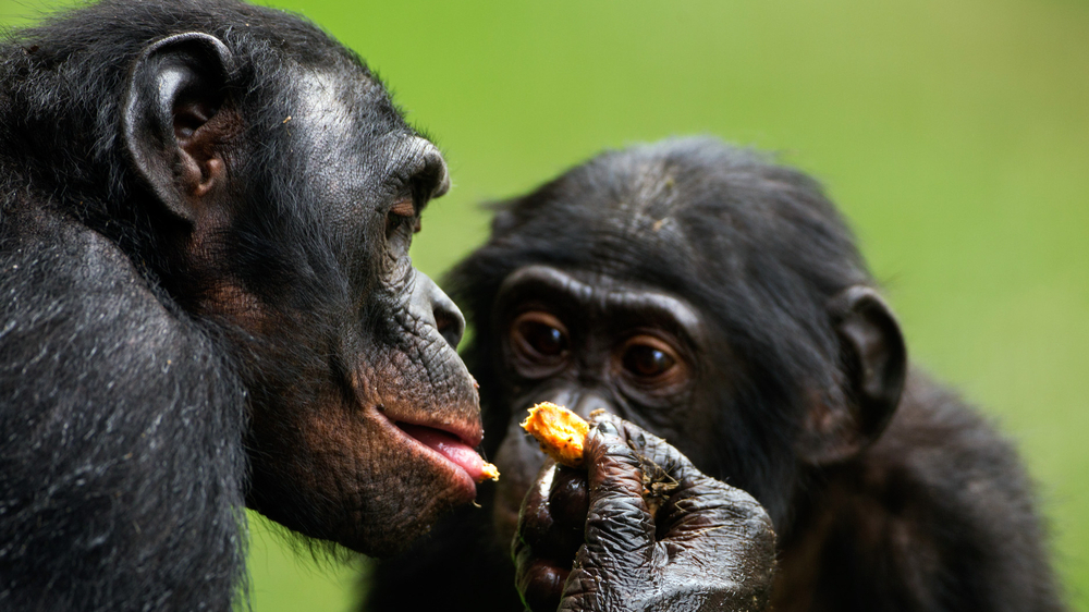 All Things Considered for September 12, 2018 : NPR