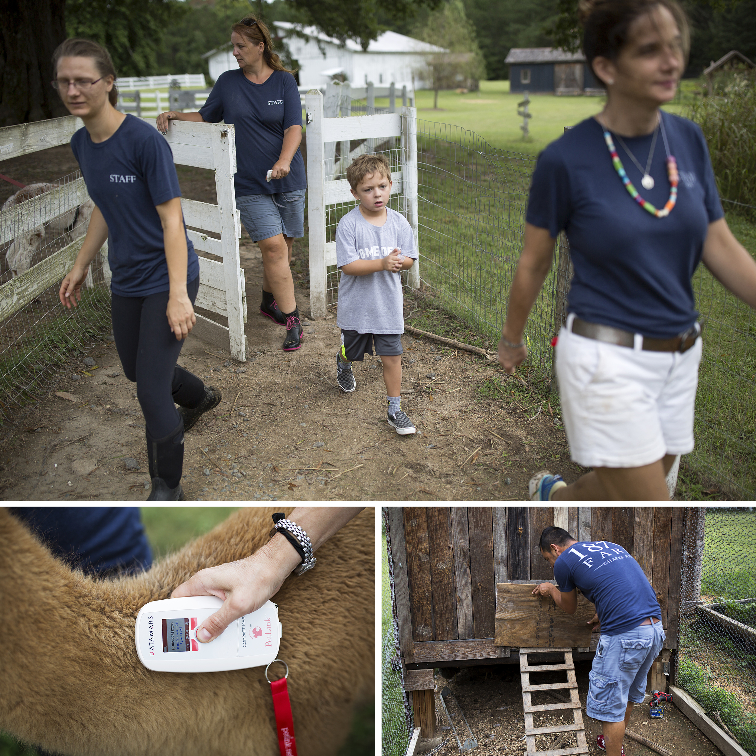 Baby Alpaca In The Kitchen: Waiting For Florence On The Farm | WBUR News