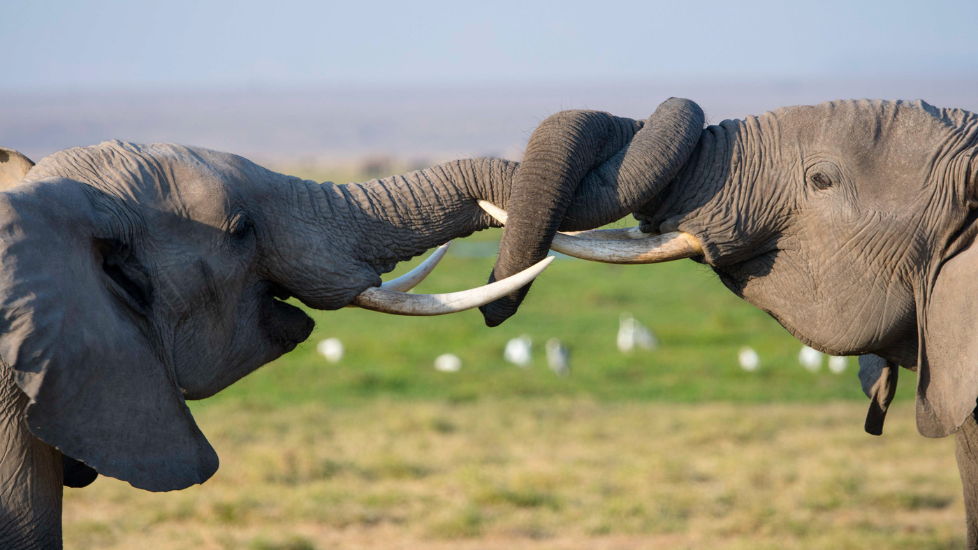 DNA Test Helps Conservationists Track Down Ivory Smugglers : NPR