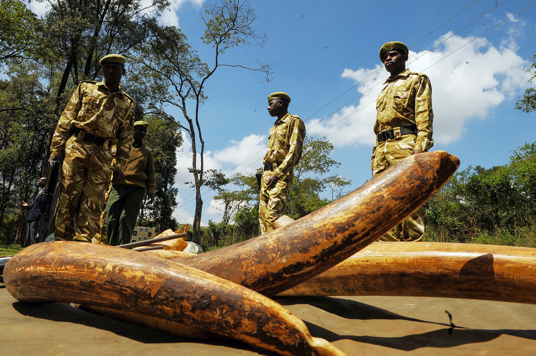 DNA Test Helps Conservationists Track Down Ivory Smugglers : NPR