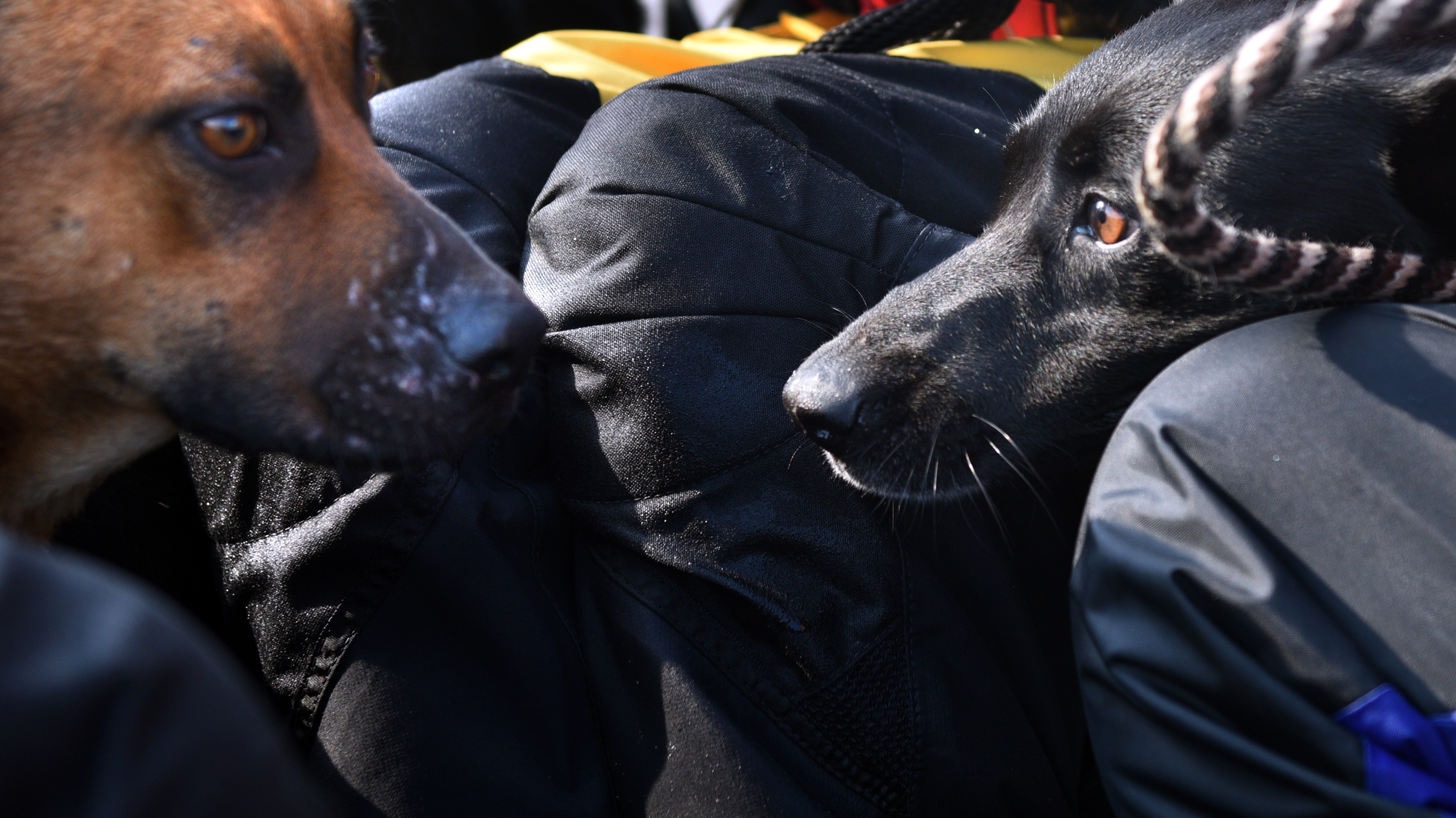 PHOTOS: As Florence Floodwaters Rose, Rescuers Helped Hundreds Of ...