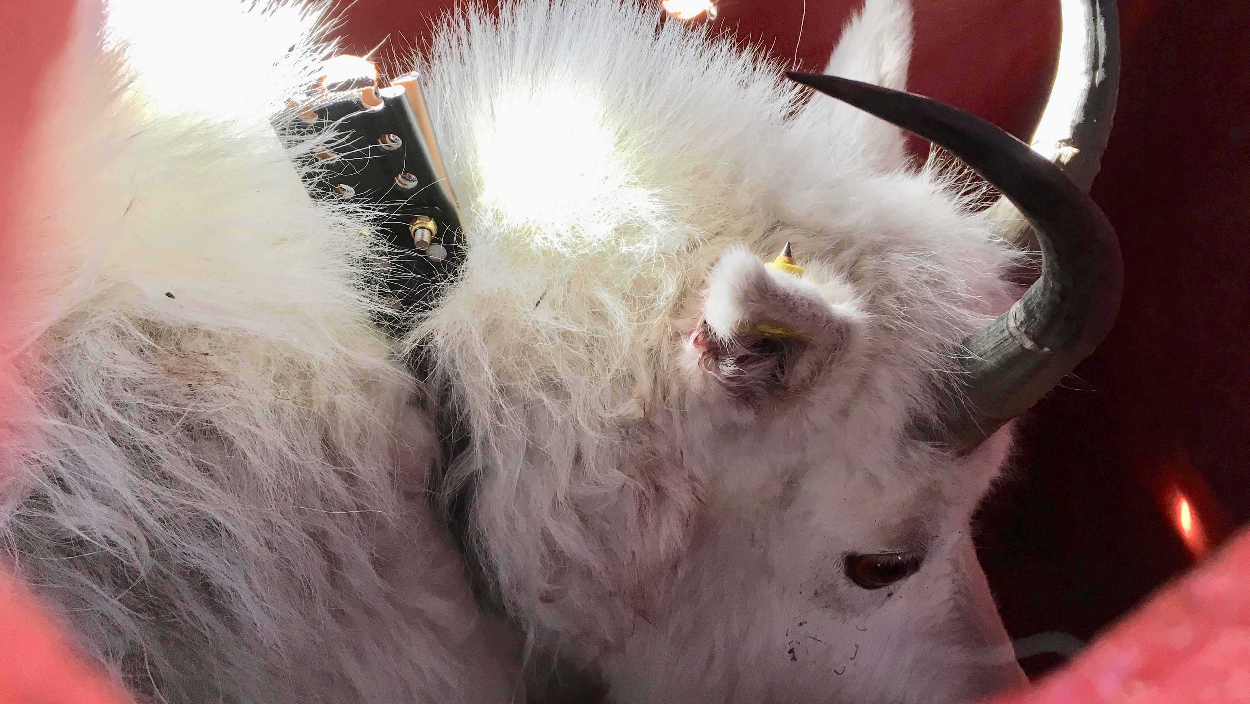 Via Truck And Helicopter, Mountain Goats Find New Home : NPR