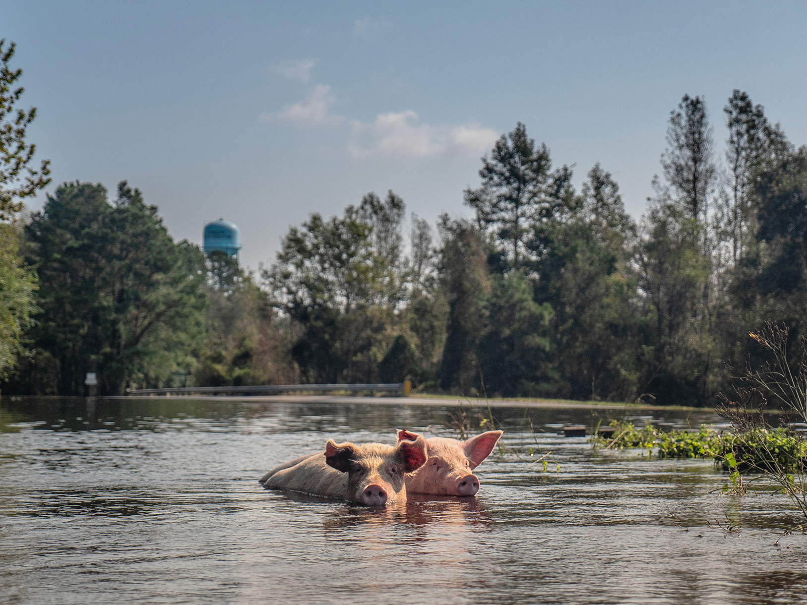 Opinion: As Florence Kills Pigs And Millions Of Chickens, We Must 'Open ...