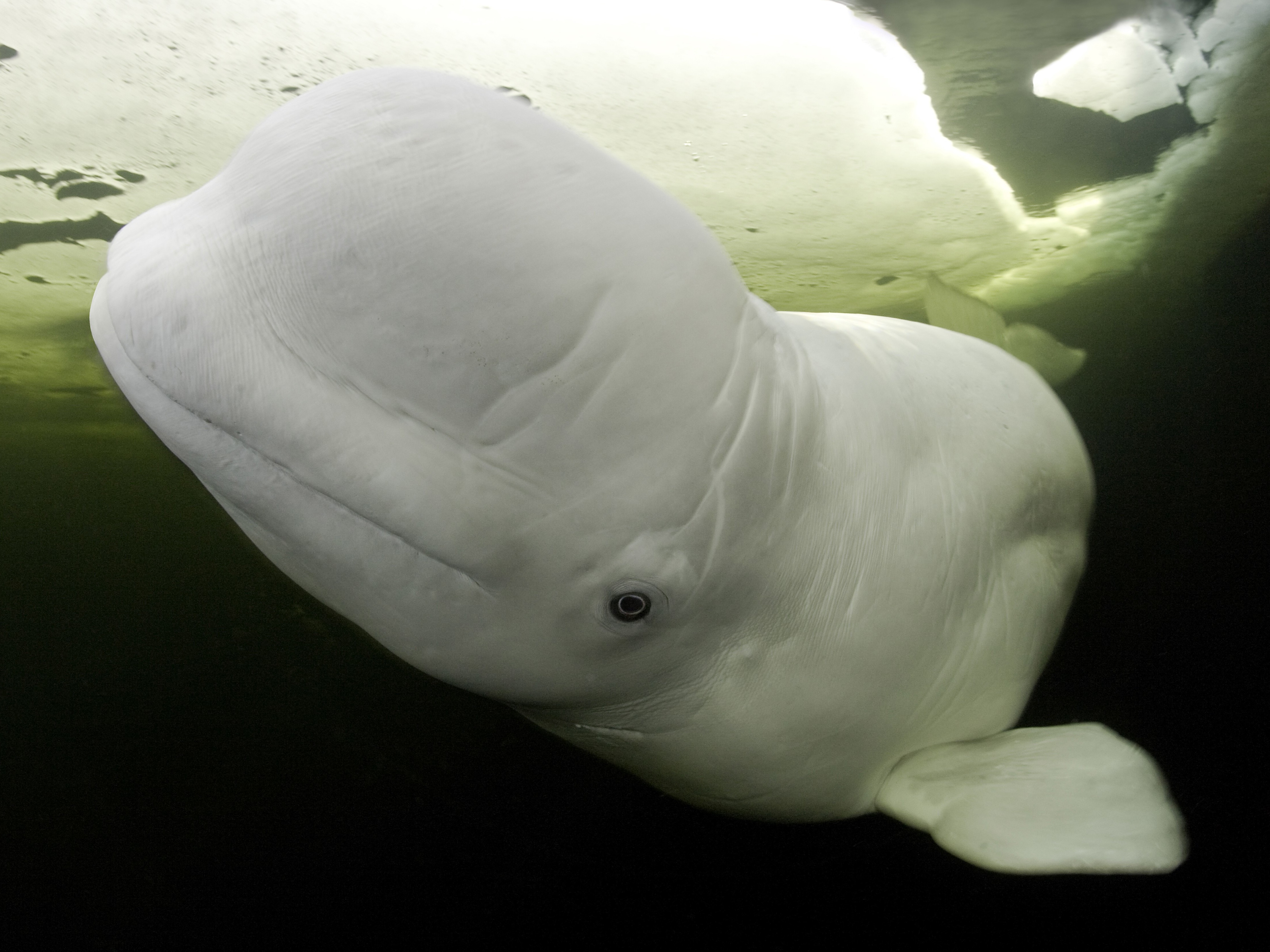 Beluga Charms British With Impromptu Visit | NCPR News