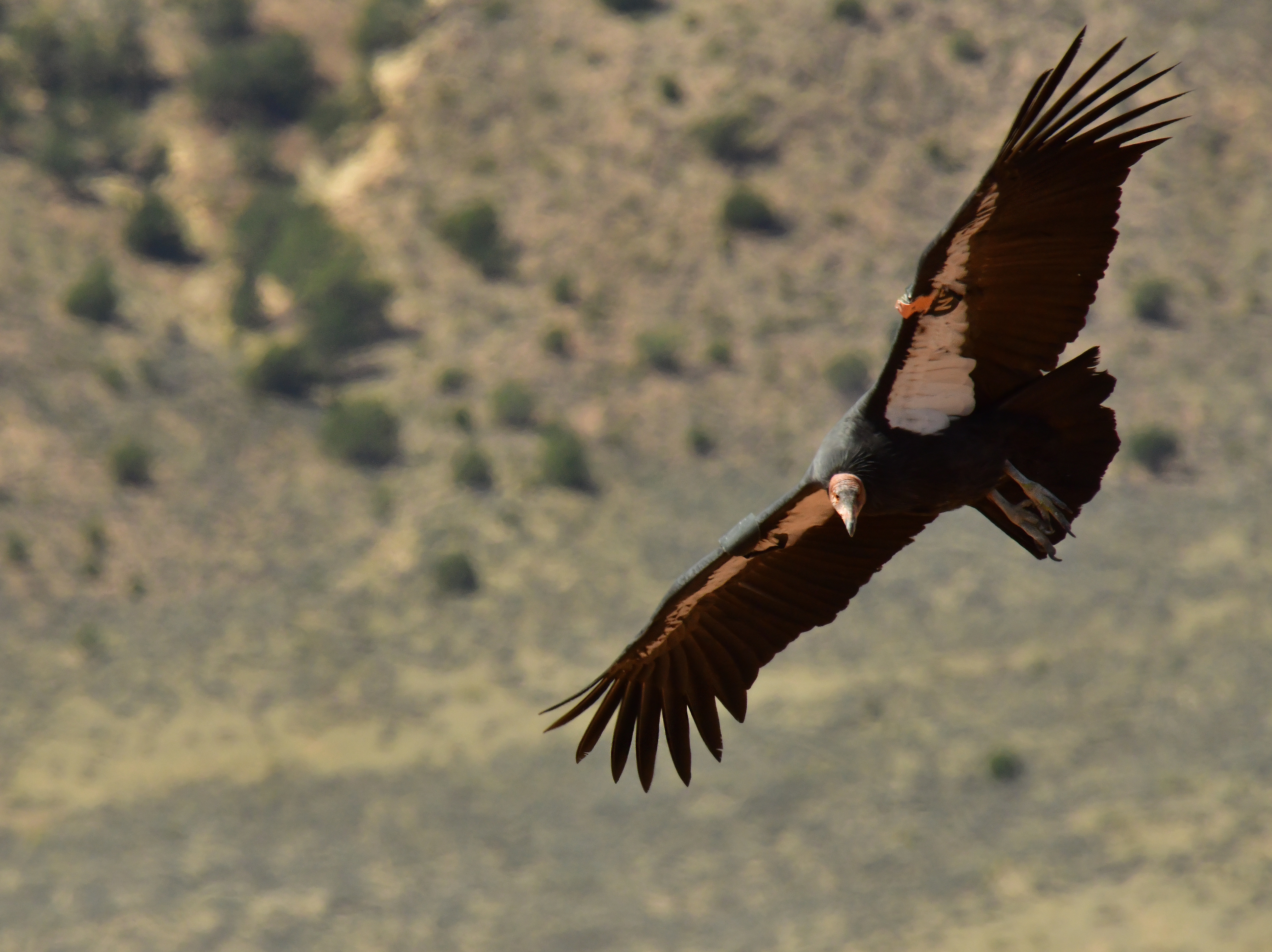 The Flight Of The Condors, And Their Audience | WBUR News