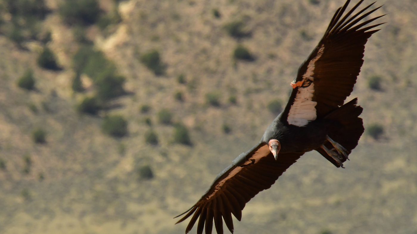 The Flight Of The Condors, And Their Audience : NPR