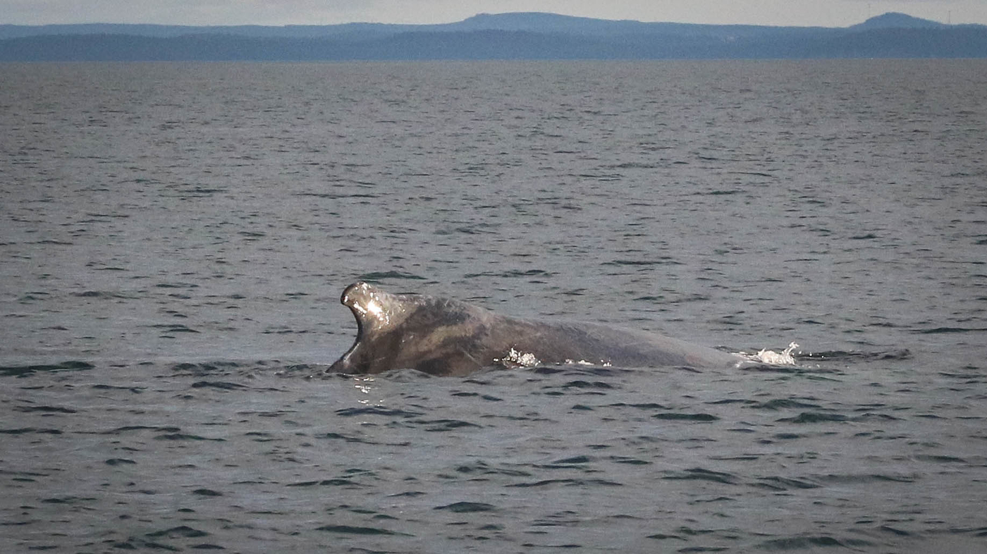 In Changing Climate, Endangered Right Whales Find New Feeding Grounds : NPR