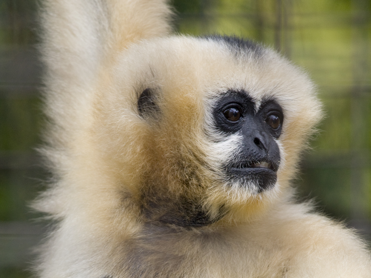 White Cheeked Gibbon Zoo Exhibit