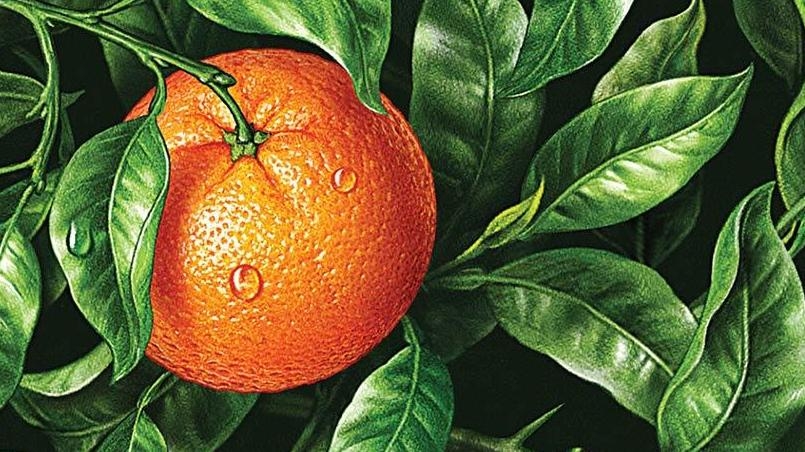 'Bitter Orange' Keeps The Tension Simmering : NPR