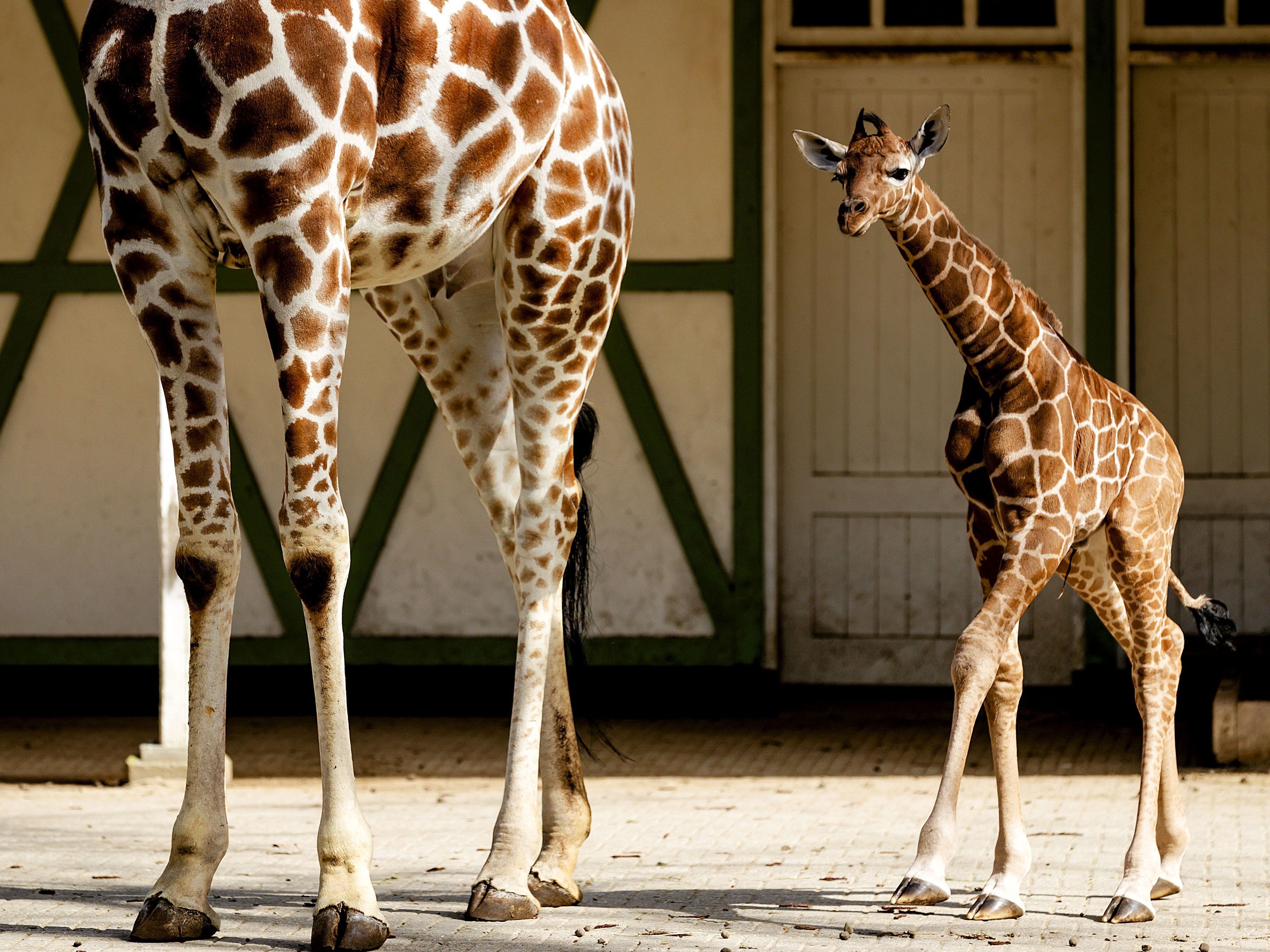 Giraffes Inherit Spot Patterns From Their Mamas, Study Says | NCPR News