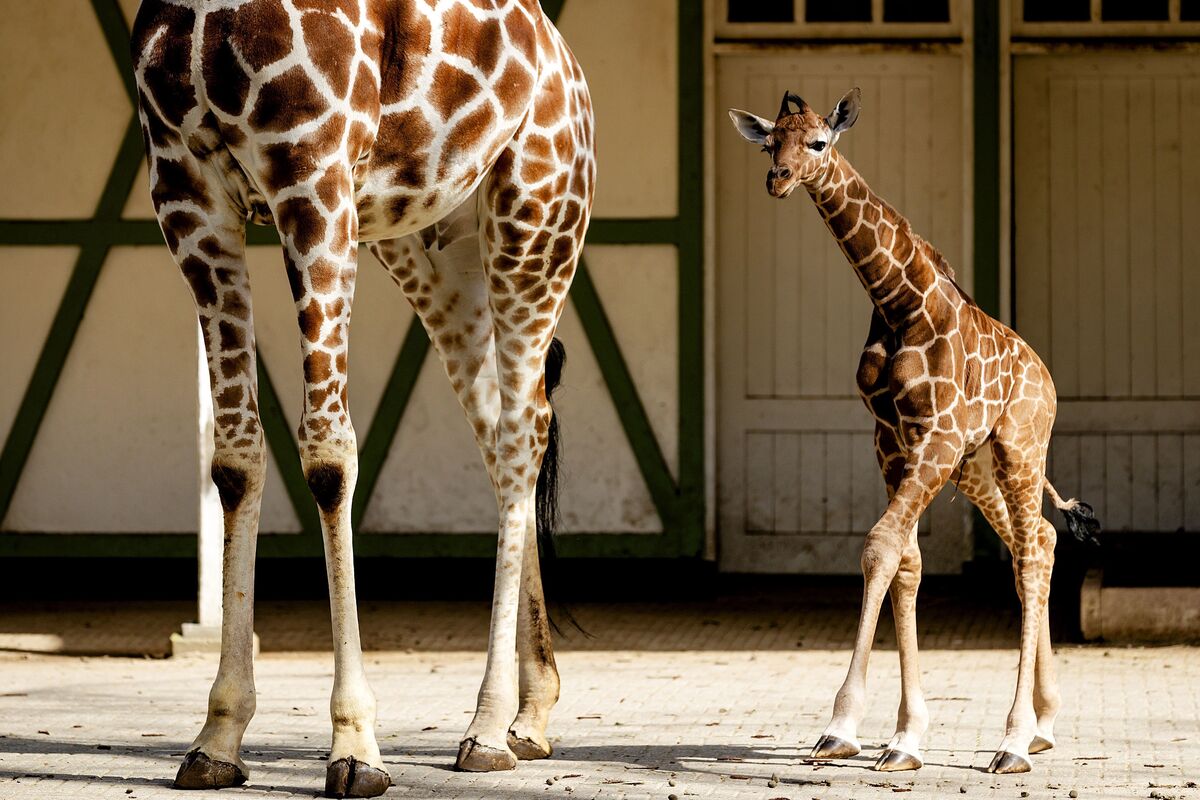 Giraffes Inherit Spot Patterns From Their Mamas, Study Says : NPR