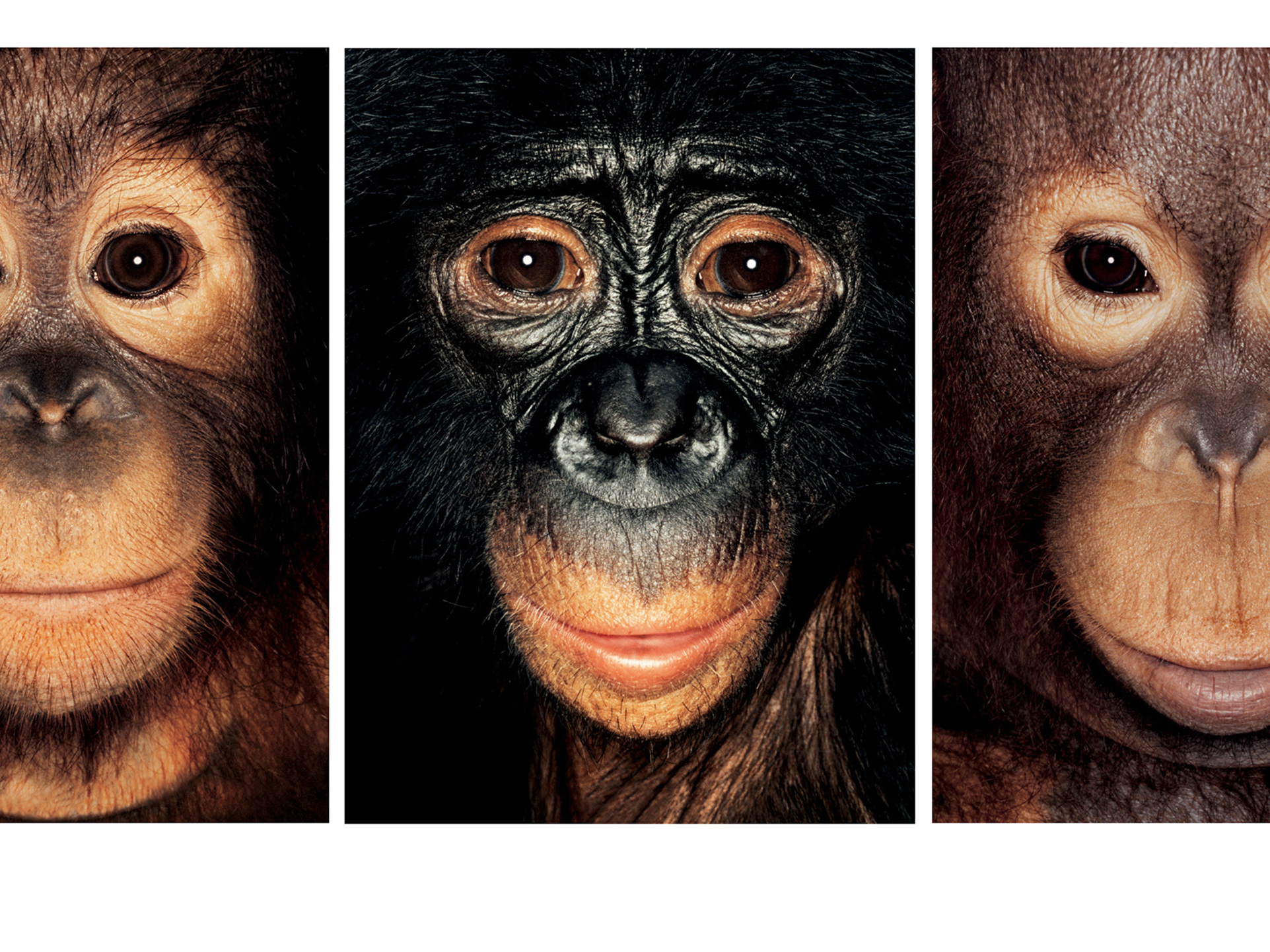 Steven Wise: If Chimpanzees Can Feel And Think, Should They Also Have ...