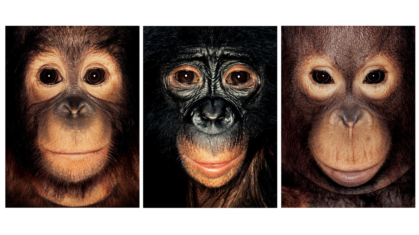 Steven Wise: If Chimpanzees Can Feel And Think, Should They Also Have ...