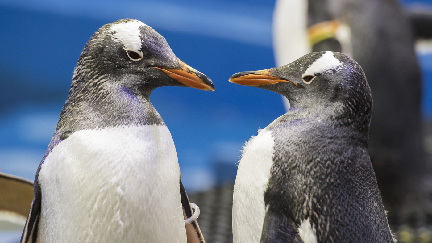 Same-Sex Penguin Couple Fosters An Egg In Sydney : NPR