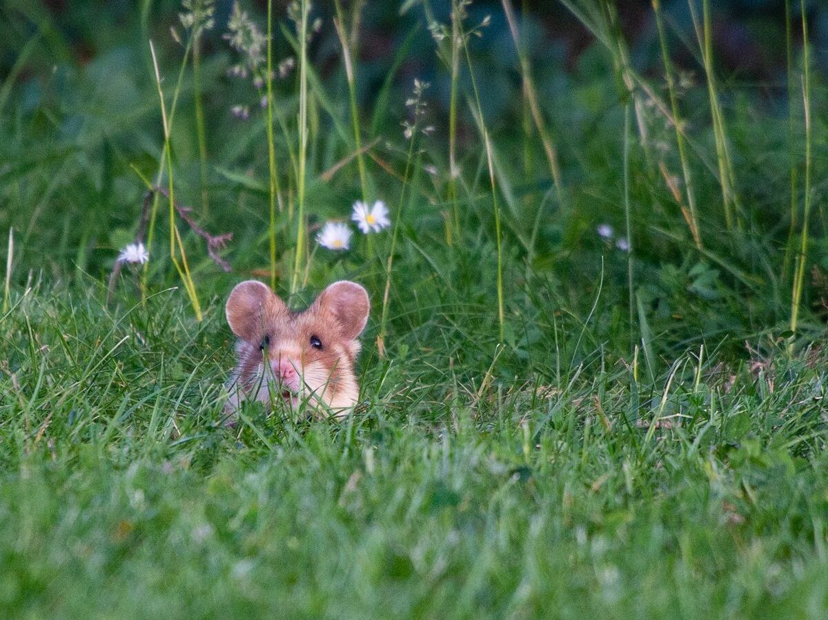 With Europe's Hamsters At Risk, Better Call The 'Hamster Commish' : NPR