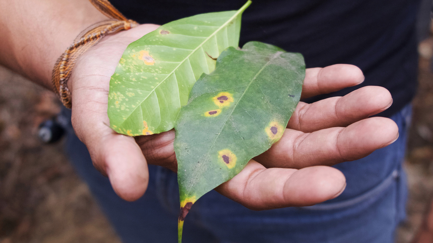 Coffee Rust Threatens Latin American Crop; 150 Years Ago, It Wiped Out ...