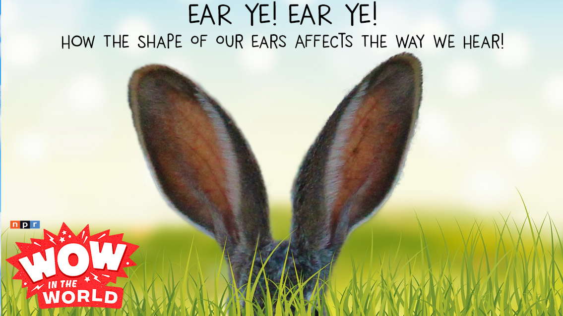 EAR YE! EAR YE! How The Shape Of Our Ears Affects The Way We Hear! : NPR