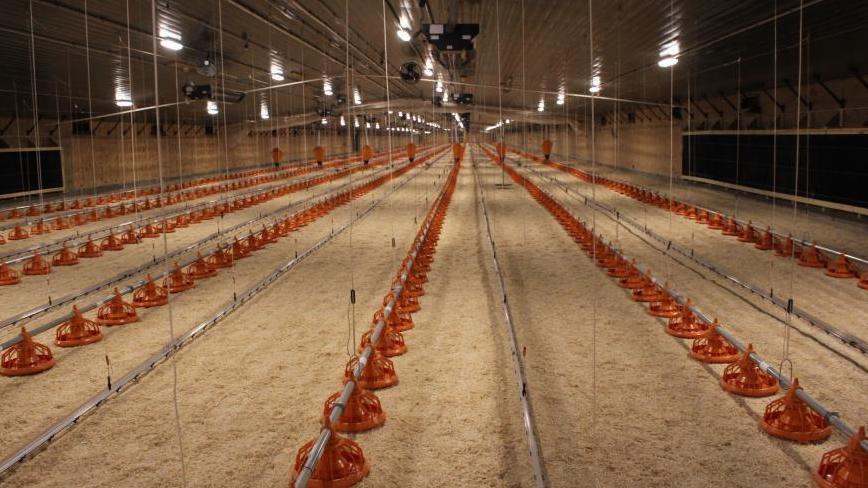 Costco Builds Nebraska Supply Chain For Its $5 Rotisserie Chickens : NPR